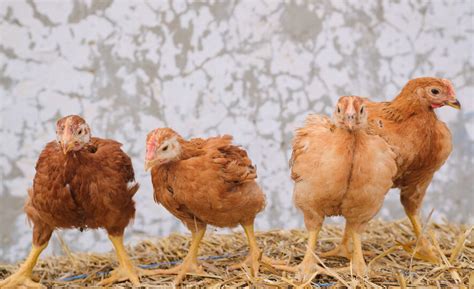 Freedom Ranger Chickens Jackie Broilers For Sale Day Old Poultry