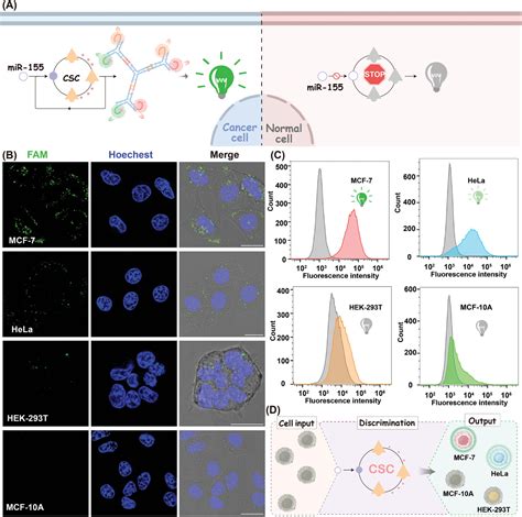 Scaling Up Of A Self‐confined Catalytic Hybridization Circuit For Robust Microrna Imaging Gong