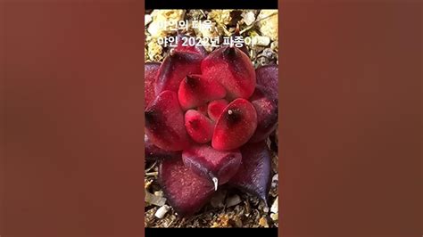 꼬물꼬물 귀욤귀욤 작아도 야무진 ~ ㅎ파종이 실생 다육 다유기 다육이 다육식물 반려식물 다육판매 다육이판매 다육이키우기 다육인스타그램 매혹이 청주