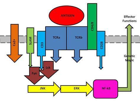 Mad Scientist Jr T Cell Receptors
