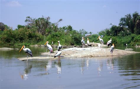 Keoladeo Ghana Np Indie China Tours