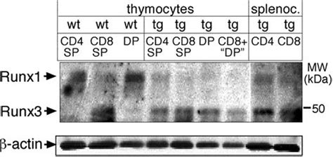 Runx3 Regulates Integrin αecd103 And Cd4 Expression During Development