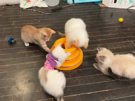 Multiplayer Game Album On Imgur