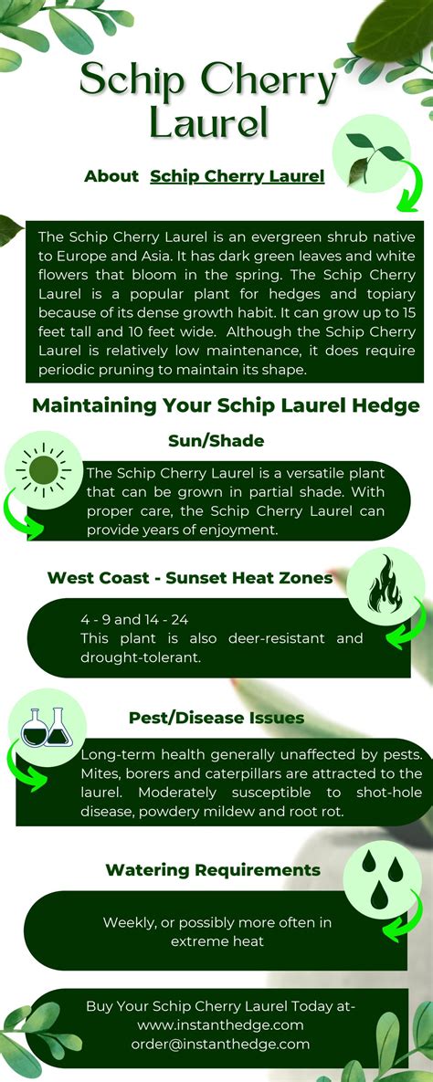 Schip Cherry Laurel In Partial Shade By Tyler Donawan Issuu