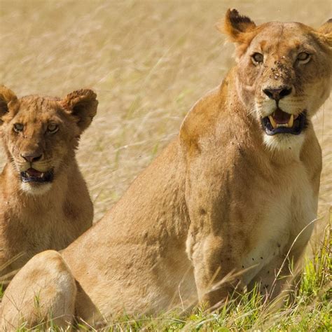 MAXVEL TOURS AND SAFARIS: Tutto quello che c'è da sapere (2025)
