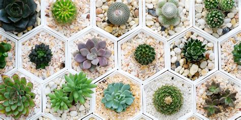 Succulent Plant Types The Complete A Z List