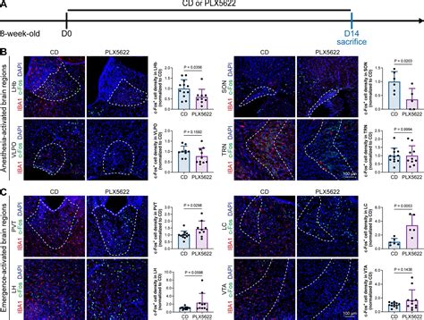 Microglia Facilitate And Stabilize The Response To General Anesthesia Via Modulating The