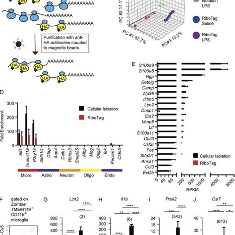 Translational Ribosomal Profiling Of Microglial Transcriptomes Reveals