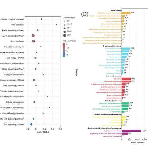 Functional Enrichment Analysis Of Ssc Mir 141 Target Gene Sets Go