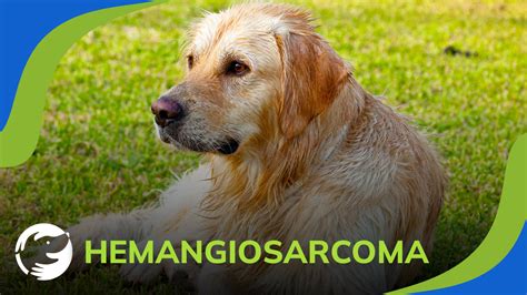 Hemangiosarcoma Symptoms Because Hsa Has Few Clinical Signs It Is