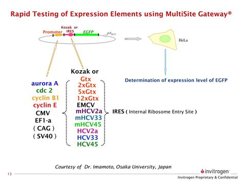 Ppt The Gateway® Cloning System Powerpoint Presentation Free