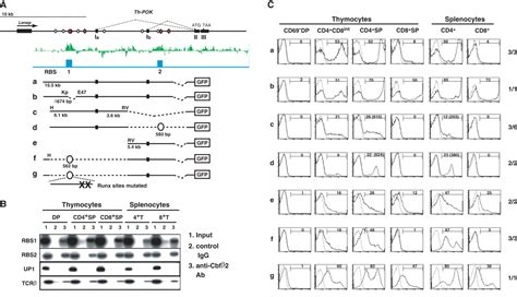 Repression Of The Transcription Factor Th Pok By Runx Complexes In