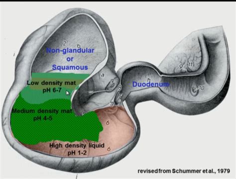 Week 8 Flashcards Quizlet