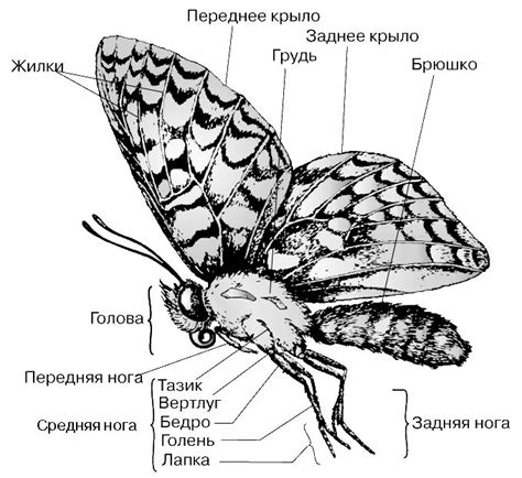 Морфология чешуекрылых