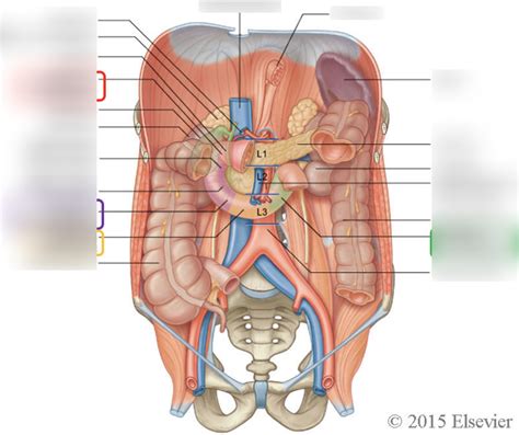 Duodenum Diagram Quizlet