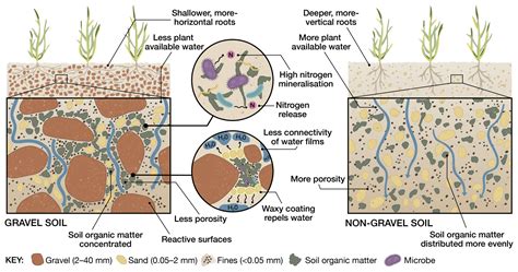 Nutrient Cycling In Gravel Soil WA Soil Knowledge Base
