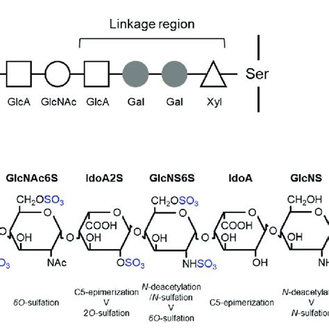 Schematic Representation Of Heparan Sulfate Hs Biosynthesis And Download Scientific Diagram