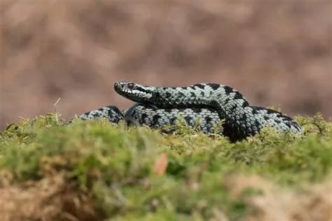 How To Tell The Difference Between A Grass Snake And An Adder At Bradgate Park Leicestershire Live