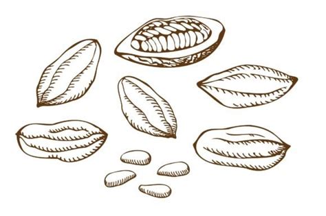 Cocoa Fruit Vector Bundle Graphic By Oxi An · Creative Fabrica