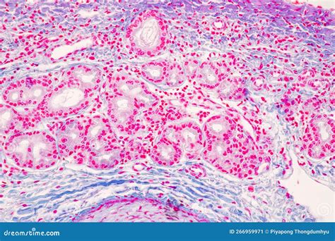Characteristics Tissue Of Olfactory Epithelium Human Under The