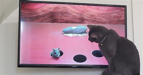 When The Mouse Laughs At The Cat Theres A Hole Nearby Album On Imgur