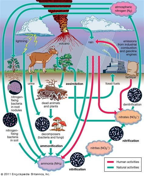 Process Of Nitrogen Cycle Diagram With The Help Of A Labeled