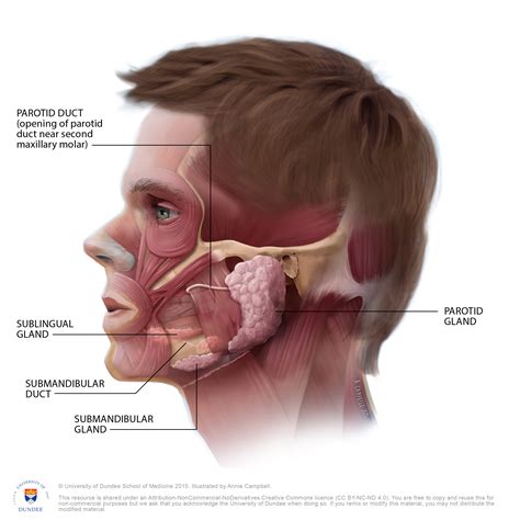 Salivary Gland Ducts Anatomy Minimally Invasive Salivary Gland Surgery
