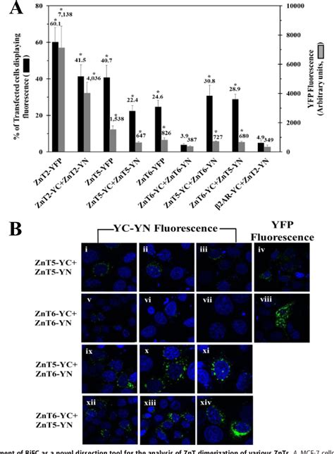 Figure 4 From In Situ Dimerization Of Multiple Wild Type And Mutant Zinc Transporters In Live