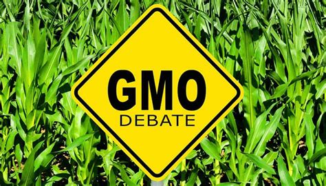 Viewpoint — Part Iii Claimed Side Effects Of Gm Crops From Gmo Corn Rebuked By Scientists