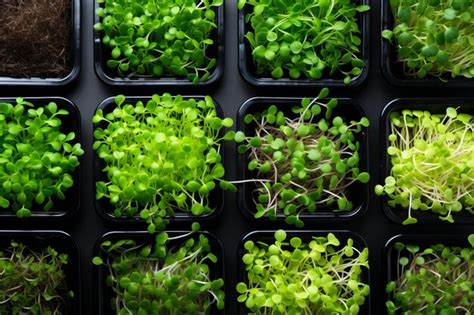 Premium Ai Image Exploring The Green Revolution Sprouting Microgreens
