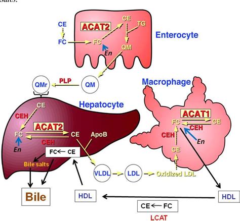 What Is The Difference Between Acat And Non Acat At Clifford Hochstetler Blog