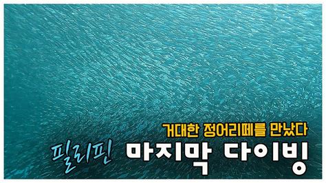 필리핀 3개월살기 마지막 다이빙 필리핀 세부 51 Youtube