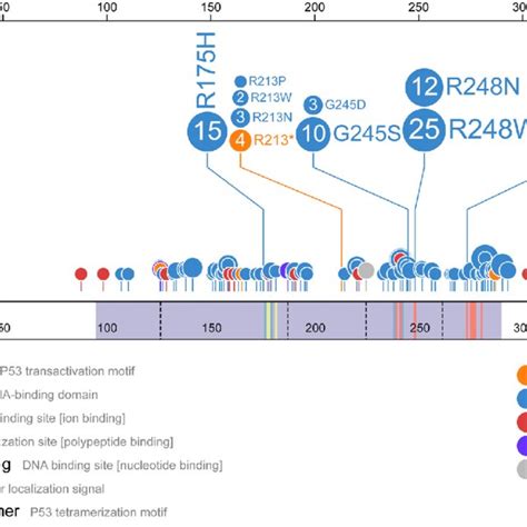 Schematic Representation Of P53 Domains The P53 Protein Structural Download Scientific Diagram