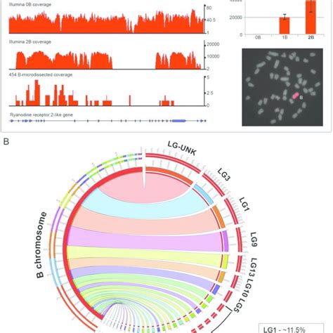 Comparative Genomic Analyses Of B Sequences A Genomic Analysis Of