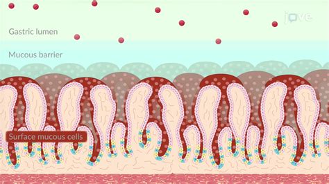 Video Drug Absorption Factors Affecting Gi Absorption