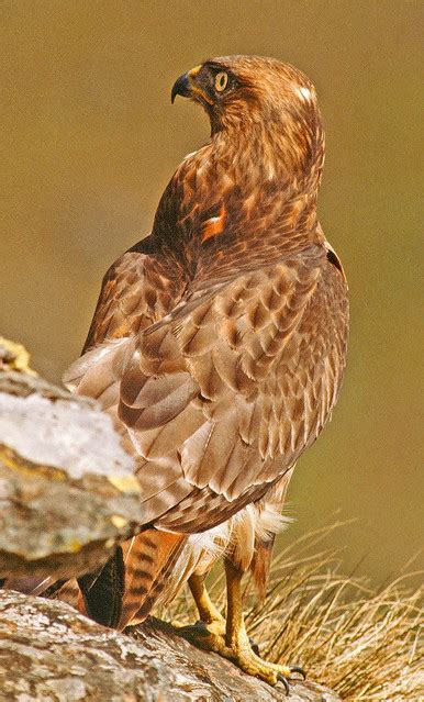 Jackal Buzzard Buteo Rufofuscus Immature A Photo On Flickriver