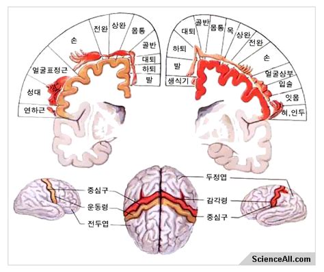 뇌의 구조와 기능 뇌과학 미디어 대한민국 두뇌포털 브레인월드
