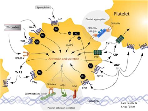 Platelet Activation And Endothelial Cell Dysfunction Critical Care