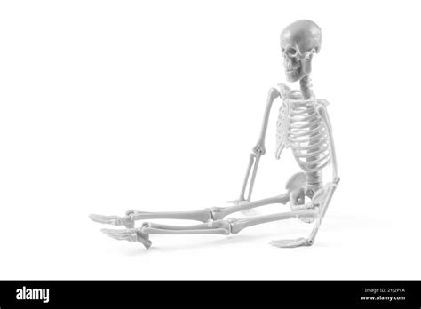 Teaching Skeletal Structure Cut Out Stock Images And Pictures Alamy