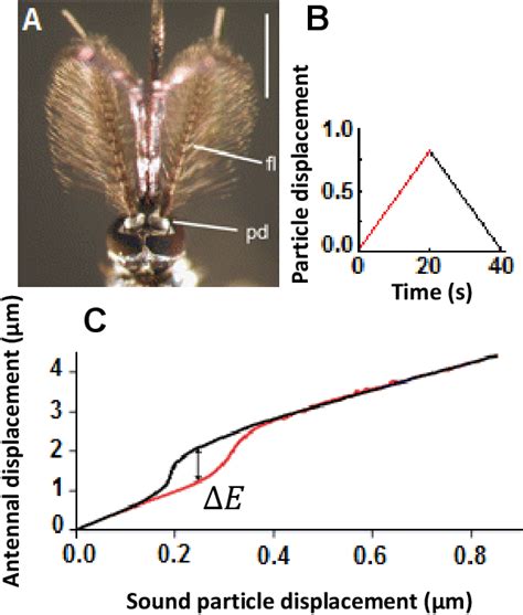 Figure 1 From Bio Inspired Active Amplification In A Mems Microphone Using Feedback Computation