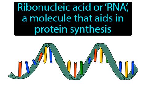 Rna Definition Easy To Understand With Image And Audio Gradesup