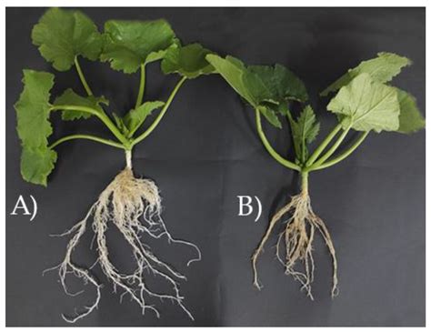 Effects Of Below Ground Microbial Biostimulant Trichoderma Harzianum On