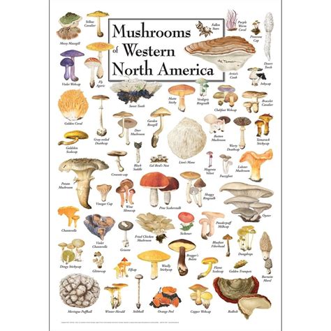 Mushrooms In Northern Colorado At Richard Groves Blog