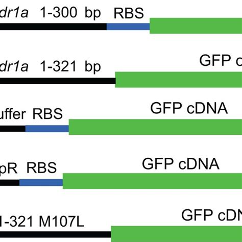 Schematic Of Gfp Fusion Constructs Gfp Reporter Constructs Were