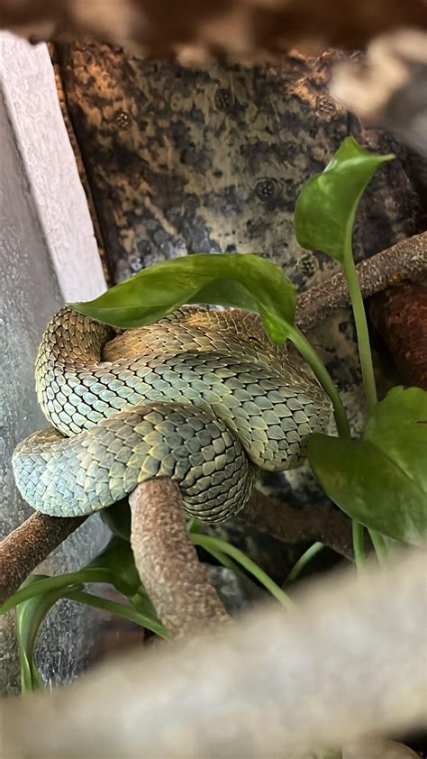 Some Tree Snakes Rvenomouskeepers