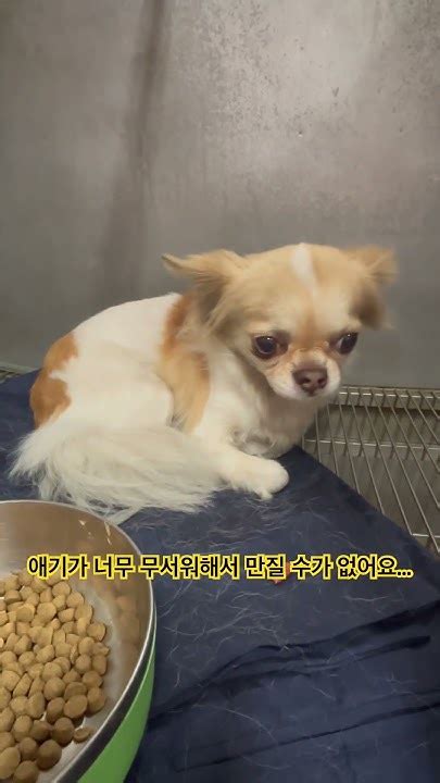 너무 겁에 질린 보호소의 치와와에요 Youtube