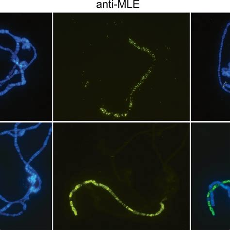 The In Situ Proximity Ligation Assay Pla Technique Reproduces The Download Scientific Diagram