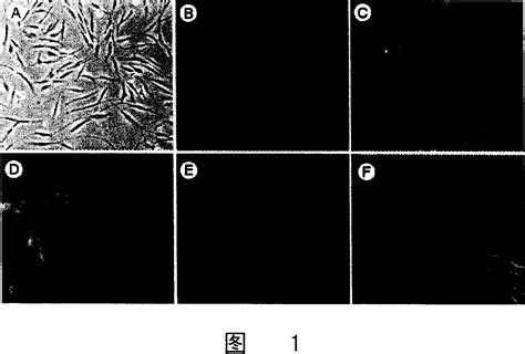 Culture And Use For Dermis Fibroblast Eureka Patsnap