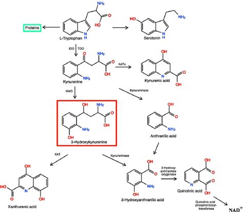 Simplified Schematic Representation Of The Tryptophan Metabolism