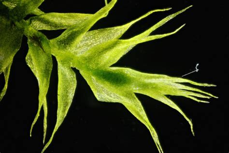 13 Facts About Moss That Are Actually Really Interesting